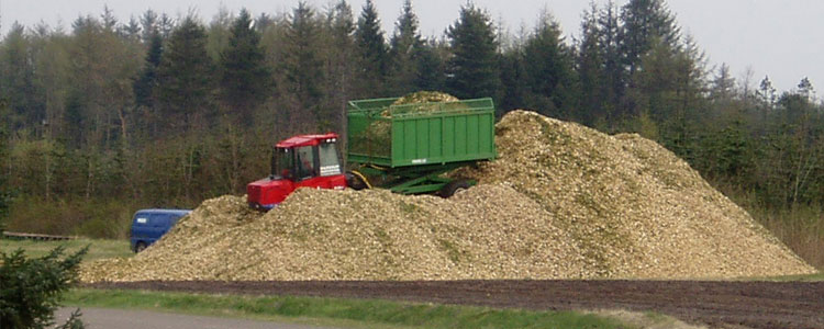 Skovning af store træer til energiflis - Peter Maarup